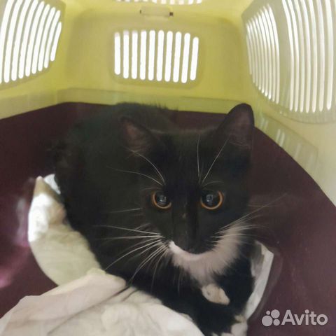 Домашнюю кошку через 2 дня ждет улица