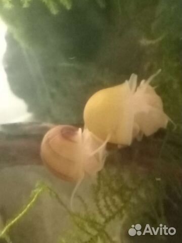 Улитки ампулярии