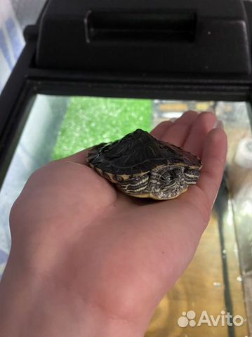Черепаха красноухая