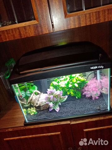Аквариум в дар