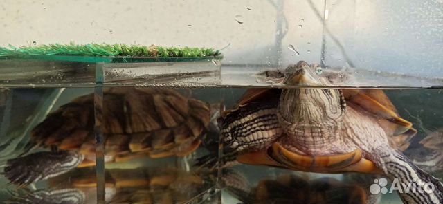 2 Черепахи вместе с аквариумом 50 литров