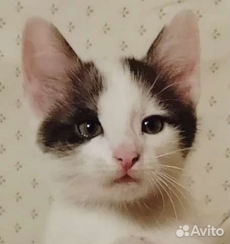 Котёнок Лана
