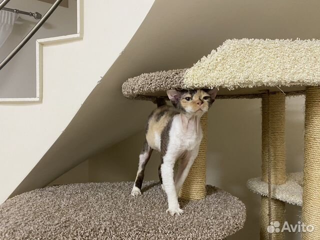 Девон рекс Кнопочка отдам