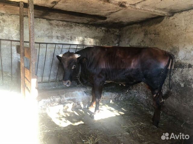 Быки на мясо