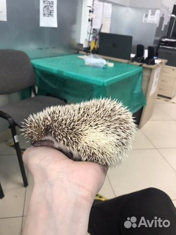 Африканский ёж
