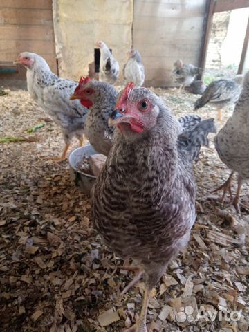 Курочки несушки молодки