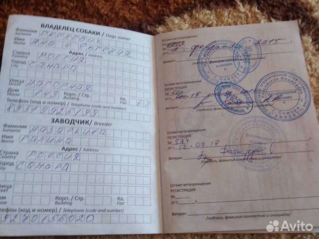 Русский кокер спаниель