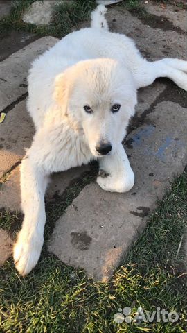 Вязка Маремма обруцкая овчарка