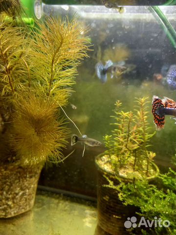 Отдам бесплатно / отбор селекции