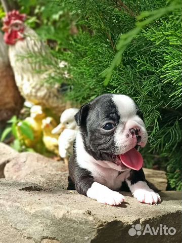 Щенки Бостон Терьер