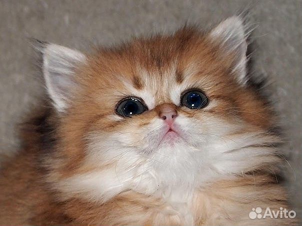 Британские золотые котята