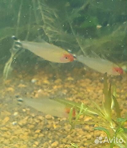 Родостомус