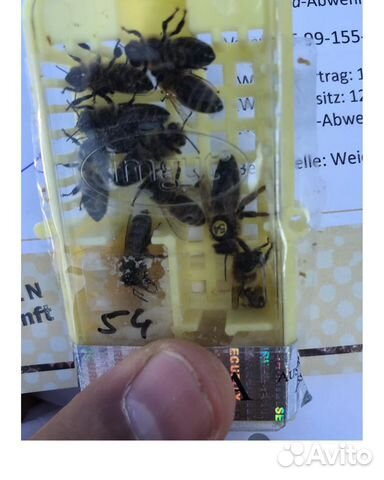 Матки Карника F1