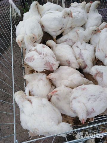 Бройлер подрощенный