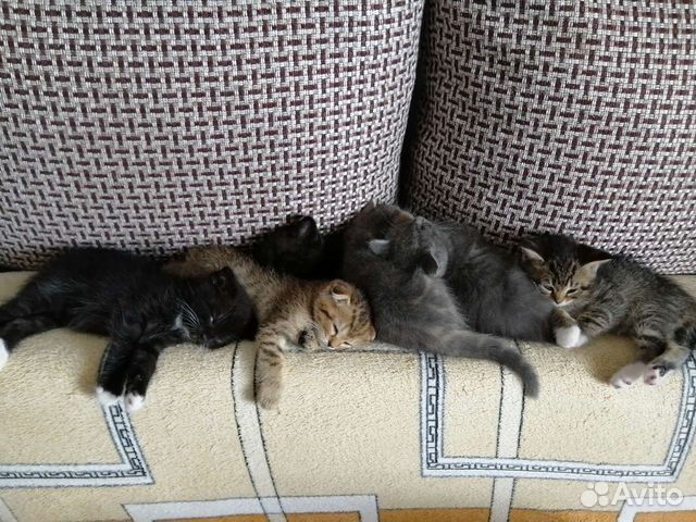 Шотландские котята котики