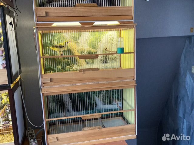 Продам иволгу