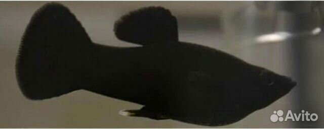 Моллинезия самец