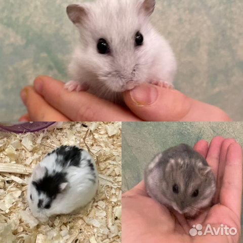 Сунгурские хомячки