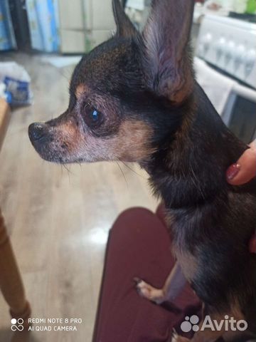 Русский той-терьер