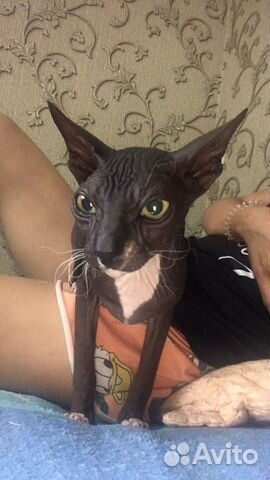 Донской сфинкс