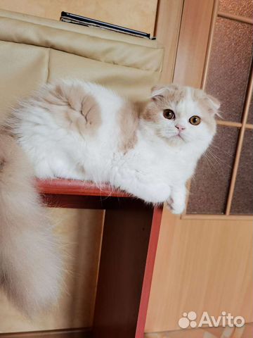 Шотландские котята. Кот вислоухий