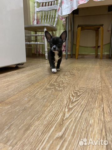 Щенки чихуахуа мальчик