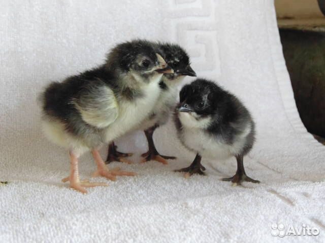 Цыплята Синь Синь дянь, амерауканы