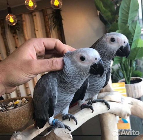 Ручной говорящий попугай
