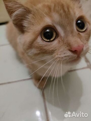 Кошки в добрые руки бесплатно