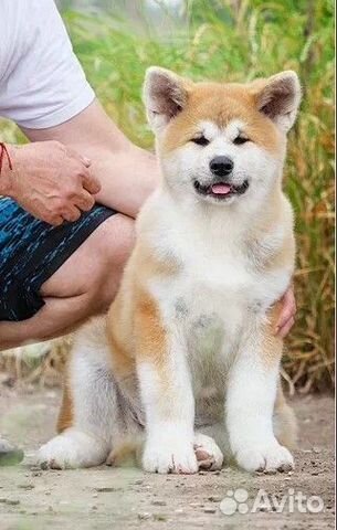 Настоящий Японец