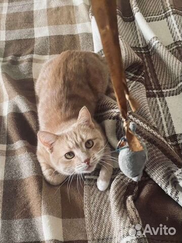 Рыжик 2 года в дар