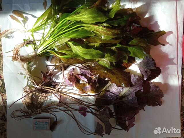 Аквариумные растения