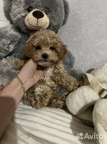 Мальтипу Ф1 Premium девочка Меллер baby face