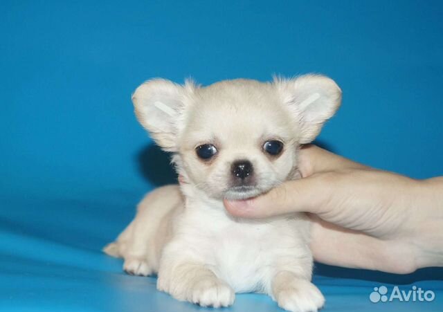 В продаже девочки чихуахуа