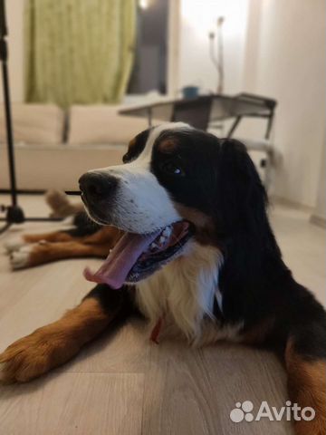 Молодой кабель на вязку