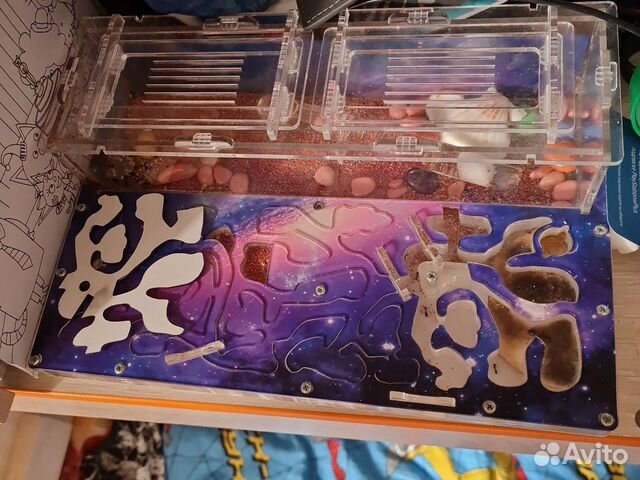 Колония муравьев