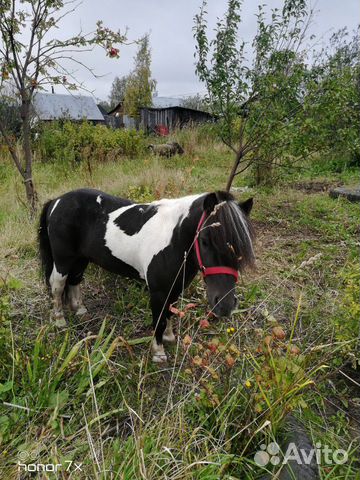 Пони