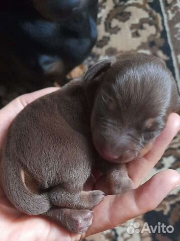 Щенки карликовой таксы продам