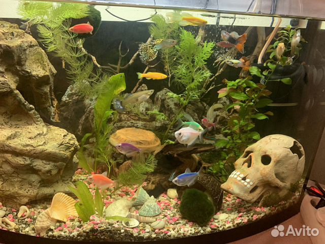 Аквариум