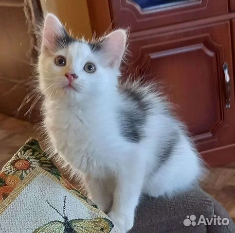 Котенок