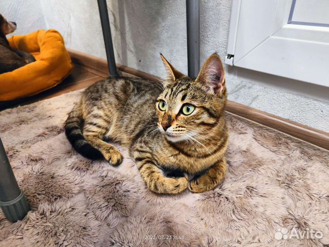 Кошечка ищет заботливых мам и пап