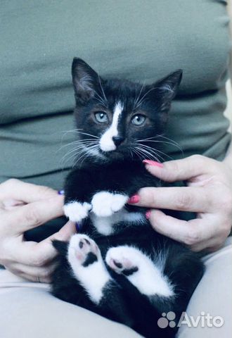 Малыш Томми в добрые руки