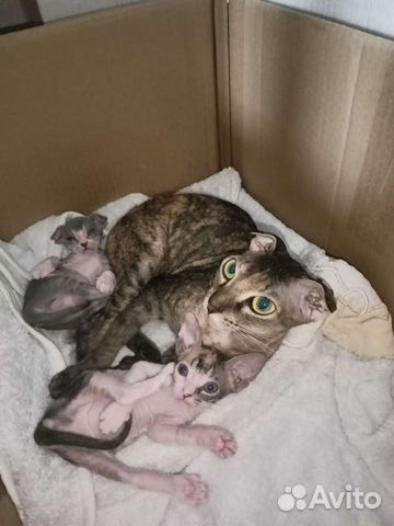 Украинский левкой (Донской сфинкс)