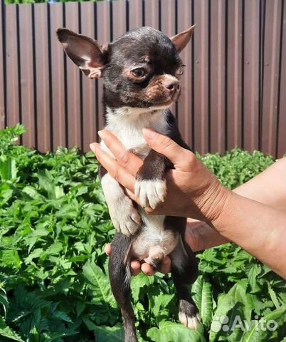 Щенки чихуахуа