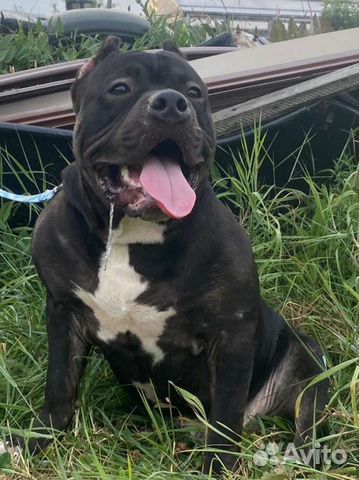 Булли кобель 8 мес