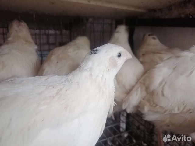 Перепелки несушки молодые