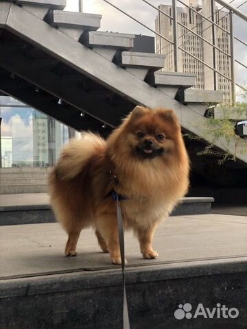 Немецкий Шпиц вязка