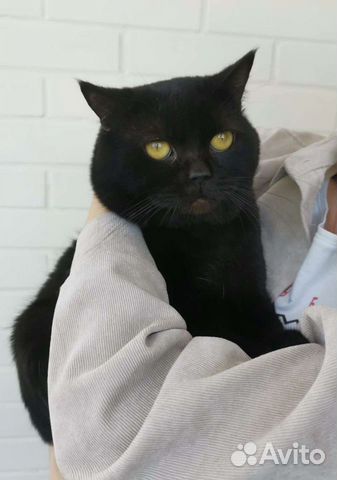 Котик и кошечка