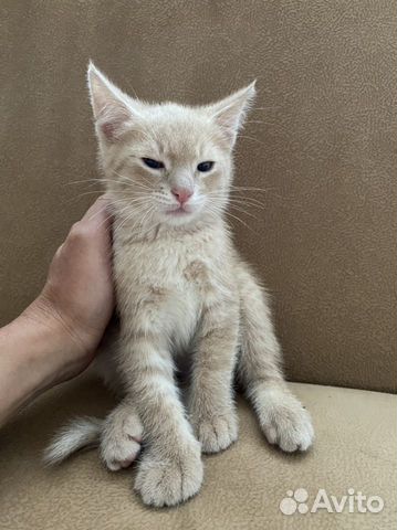 Красивый персиковый котенок бесплатно