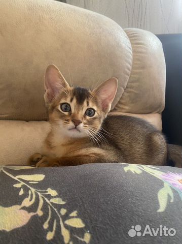 Абиссинские котята